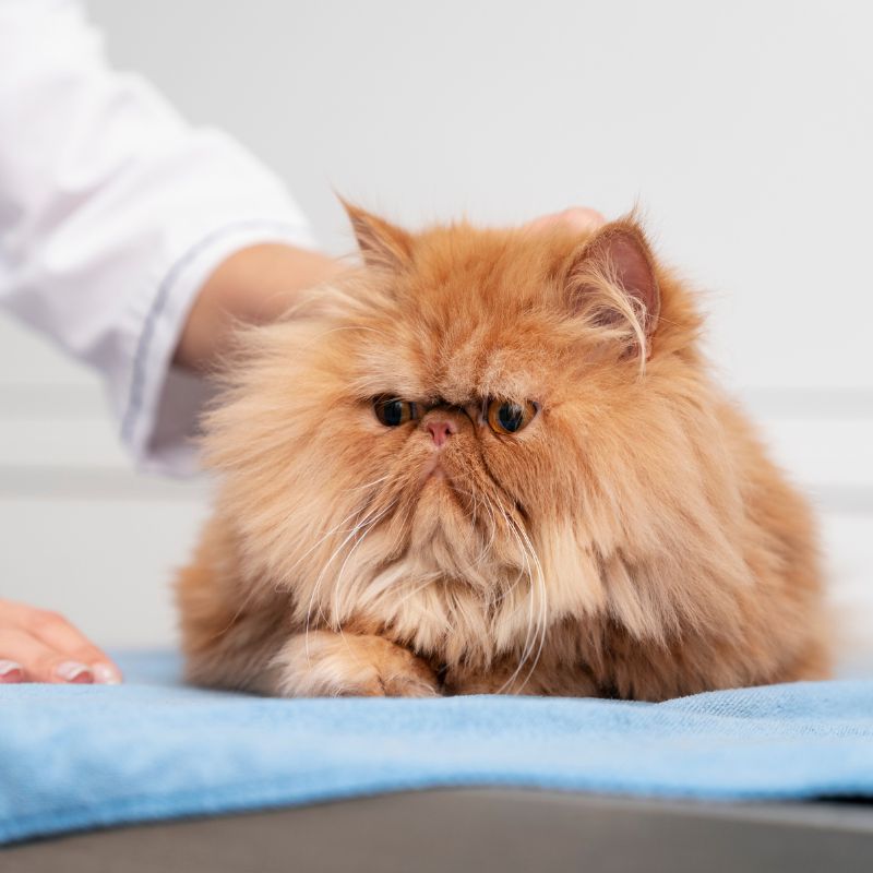 North Logan, UT 84341 Veterinary Services | Mountain View Veterinary ...