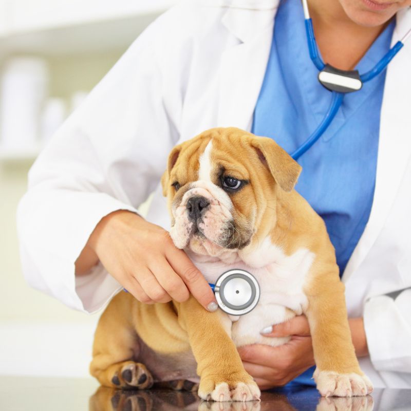 Pet Preventive Health Care In North Logan, UT 84341 | Mountain View ...